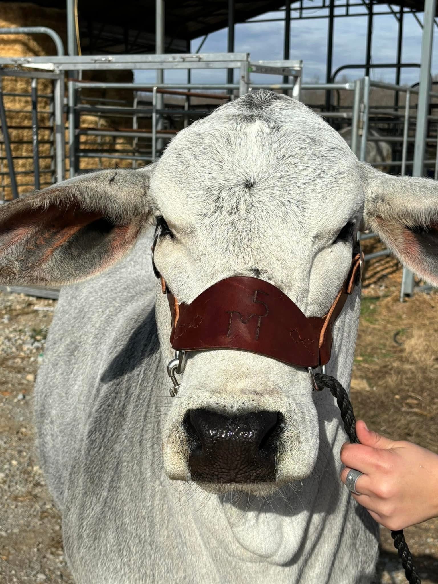 Livestock Show – JK Custom Tack